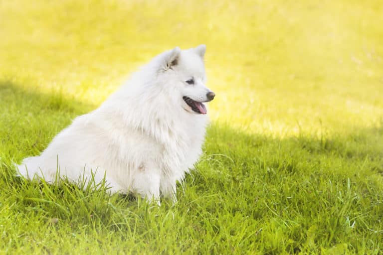 Japanese Spitz Background Images, HD Pictures And Wallpaper, 59% OFF