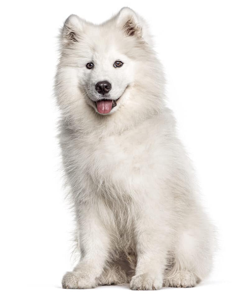 How Do You Take Care of a Samoyed Dog (Grooming, Washing, Brushing ...
