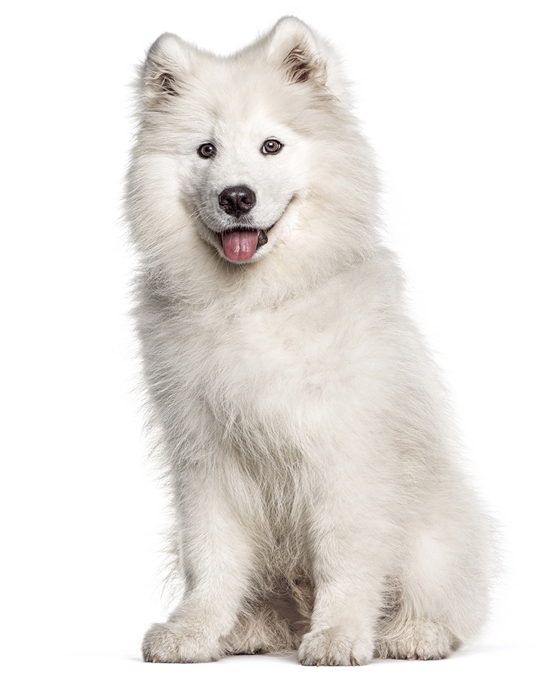 How Much Exercise Does a Samoyed Need (Walking and Running With Your Dog)?