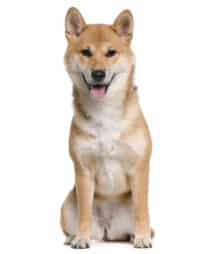 The Shiba Inu Breed (Look, Color, Type, and Use)