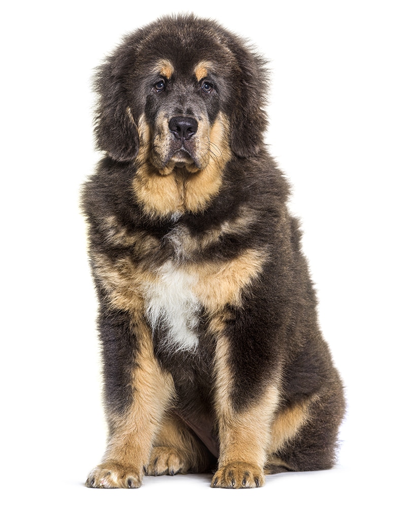 How Much Exercise Should a Tibetan Mastiff Get a Day (Walking, Running ...