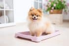Is a Pomeranian Easy to Train (The Mistakes You're Probably Making)?
