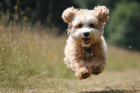 How Much Exercise Does a Poodle Need? A Complete Guide