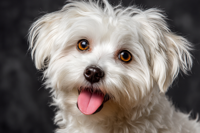 Understanding Maltese Dog Temperament and Personality Traits