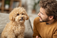 Understanding and Managing Common Poodle Behavior Problems