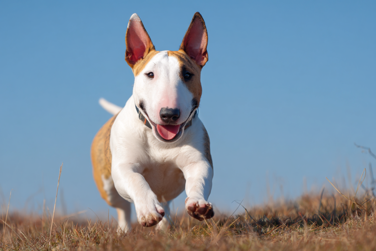 Bull Terrier Temperament Overview: Understanding Your Dog’s Personality