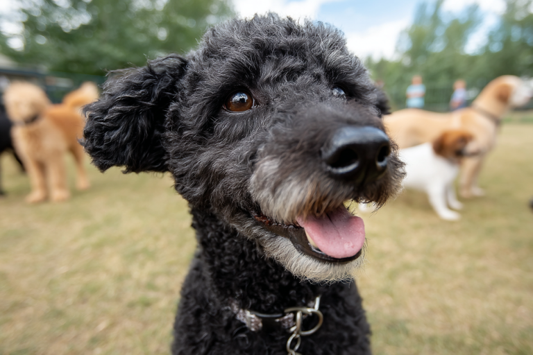 Understanding and Managing Common Poodle Behavior Problems
