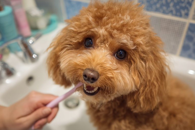 The Fascinating History of the Poodle Breed Explained