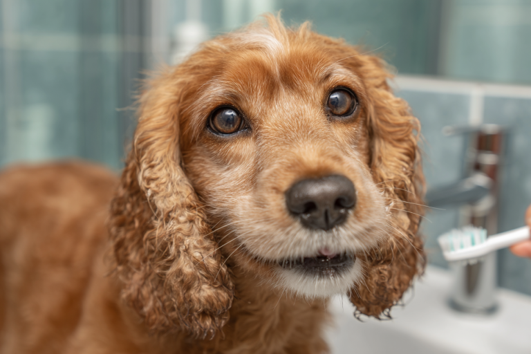 Solving Common Behavior Problems in Cocker Spaniels