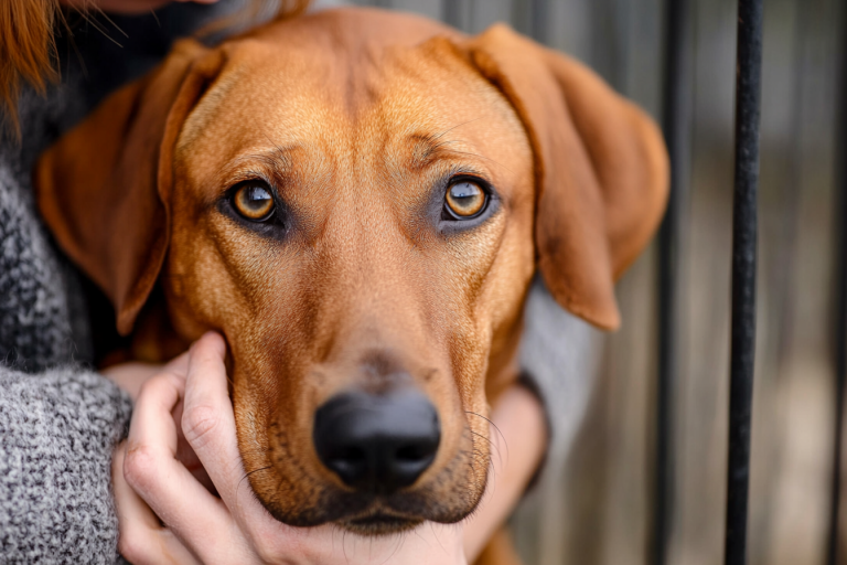 The Fascinating History and Origin of the Rhodesian Ridgeback
