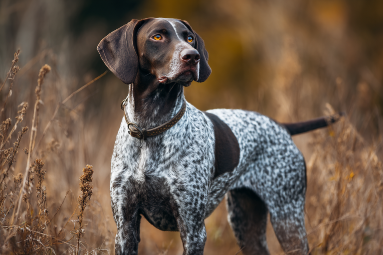 What to Expect: Lifespan and Aging in German Shorthaired Pointers