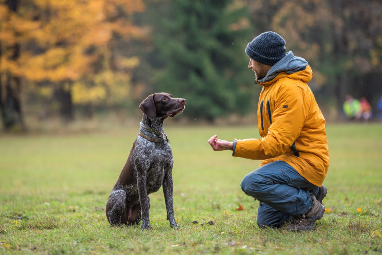 Your Guide to German Shorthaired Pointer Rescue and Adoption