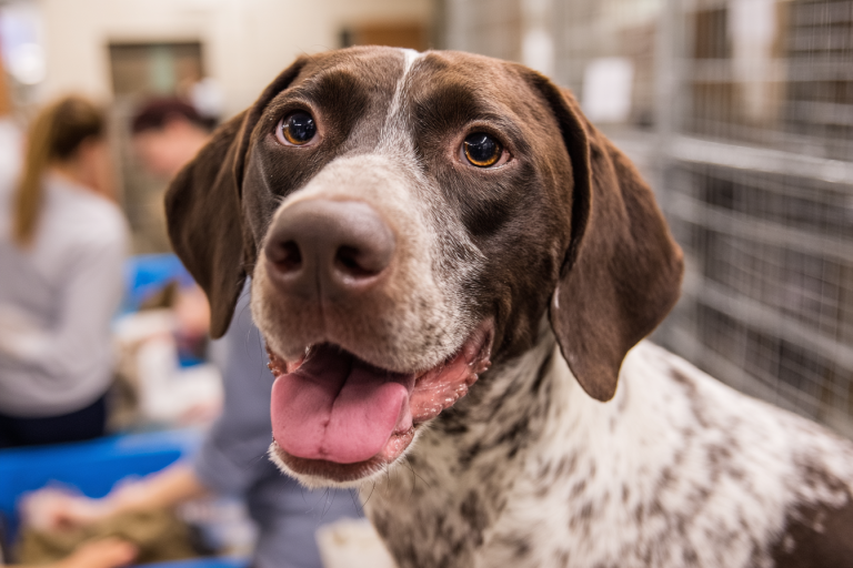 Your Guide to German Shorthaired Pointer Rescue and Adoption