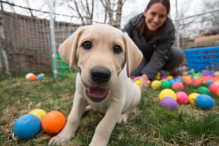 Understanding Labrador Retriever Temperament: What to Expect