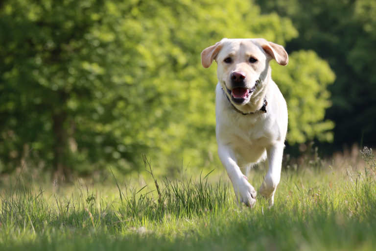 Understanding Labrador Retriever Temperament: What to Expect