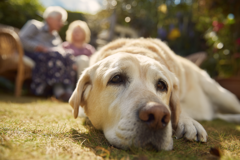 Understanding Labrador Retriever Temperament: What to Expect