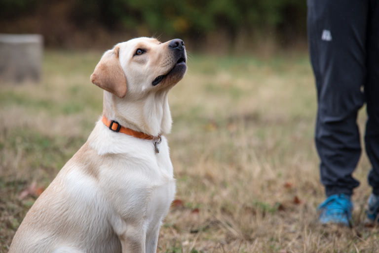 Proven Behavioral Training Techniques for Labrador Retrievers