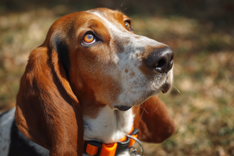 The Fascinating History and Origins of the Basset Hound Breed