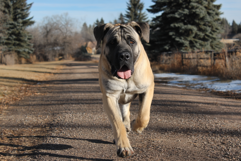 Mastiff Temperament and Behavior: What to Expect from This Gentle Giant