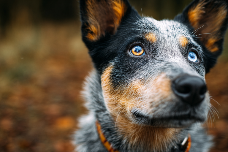 Understanding the Lifespan and Aging of Australian Cattle Dogs