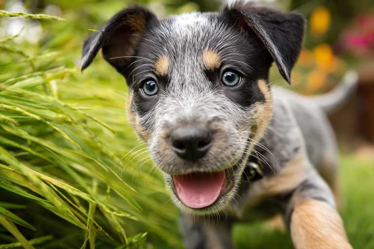 Understanding the Temperament and Personality of Australian Cattle Dogs