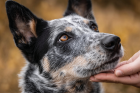 Addressing Common Behavior Problems in Australian Cattle Dogs