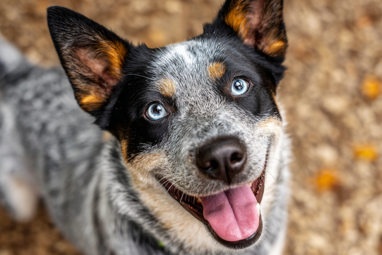 Understanding the Temperament and Personality of Australian Cattle Dogs