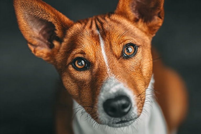 The History and Origin of the Basenji Dog: From Africa to Your Home