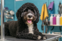 Top 10 Essential Portuguese Water Dog Grooming Tips