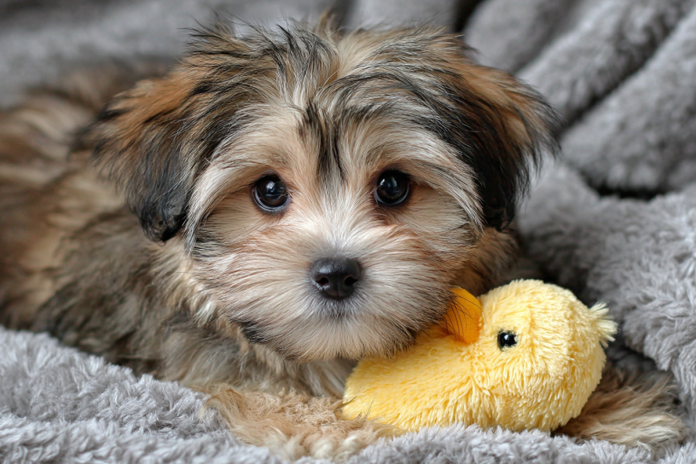 Understanding the Health and Lifespan of Your Lhasa Apso