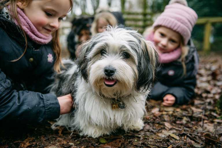 Understanding the Health and Lifespan of Your Lhasa Apso