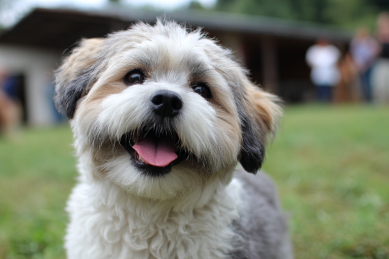 Understanding the Health and Lifespan of Your Lhasa Apso