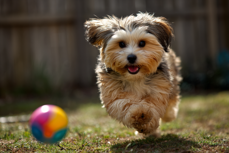 Understanding the Health and Lifespan of Your Lhasa Apso