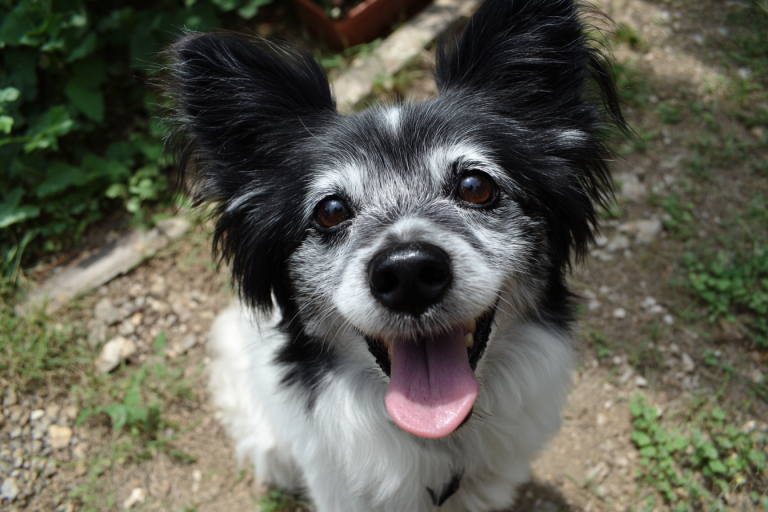 Papillon Dog Lifespan and Aging: What to Expect as Your Dog Grows