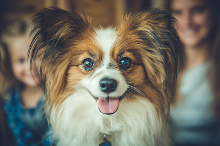 Exploring Papillon Dog Behavior and Temperament: What to Expect