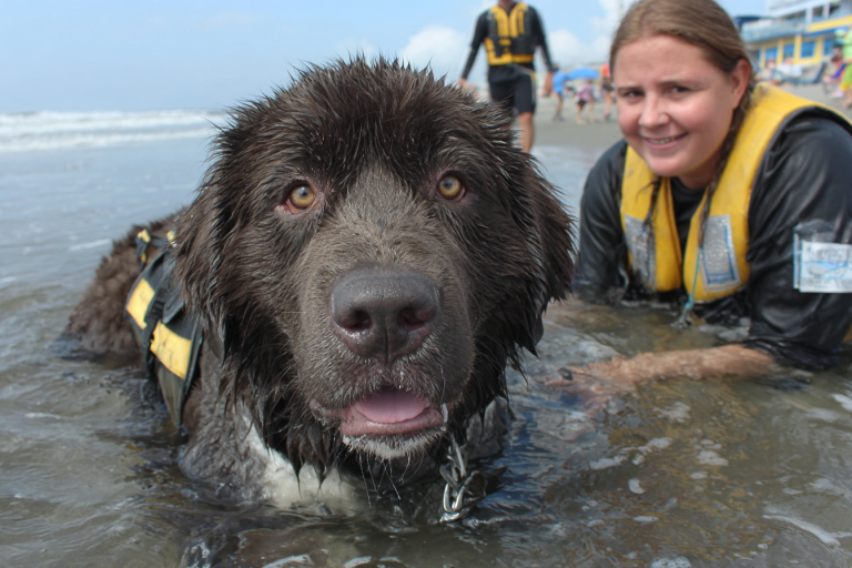 Newfoundland Dog Size and Weight Standards: What to Expect Growing Up
