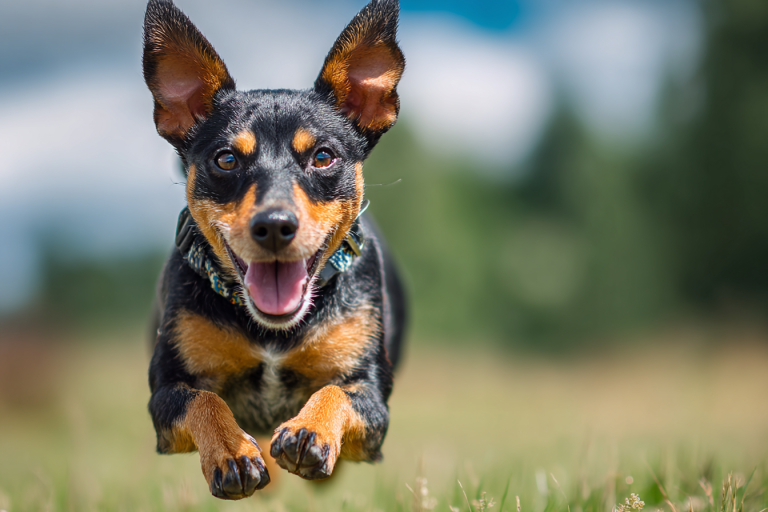 What to Expect: Miniature Pinscher Lifespan and Aging Care