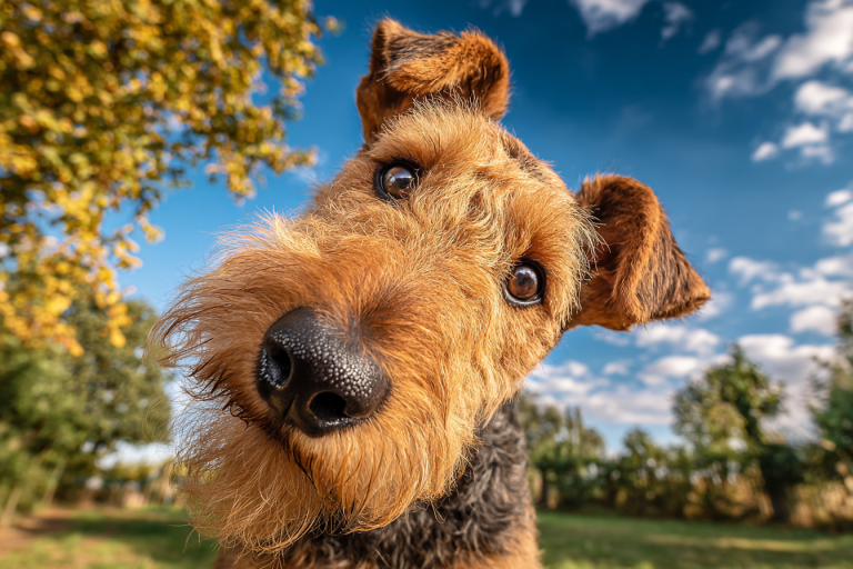 The Fascinating History of the Airedale Terrier Breed