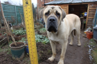 Boerboel Weight and Size Guide: What to Expect When Growing Your Dog