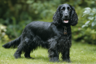 Understanding the Weight and Size Standards of English Cocker Spaniels