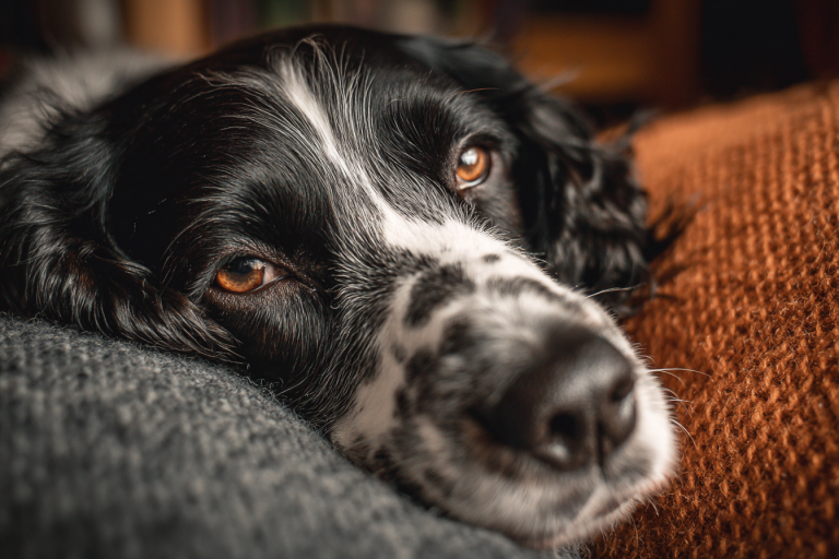 Tracking Important Puppy Milestones of English Springer Spaniels