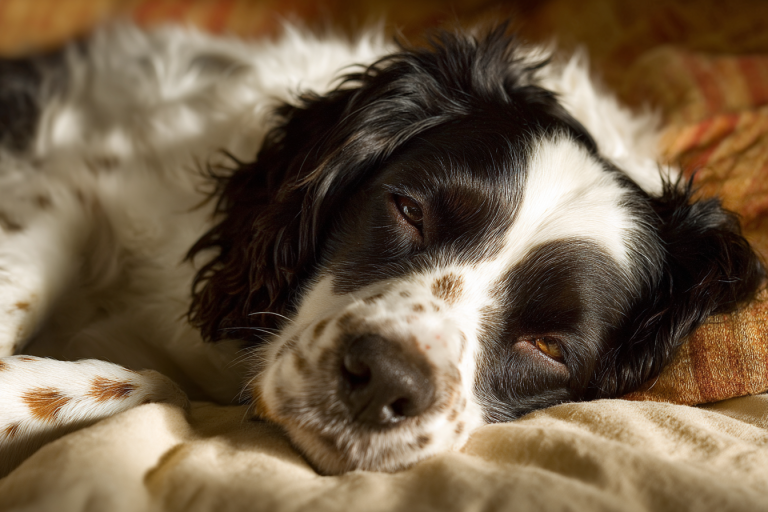 Understanding the Lifespan and Aging Care of English Springer Spaniels