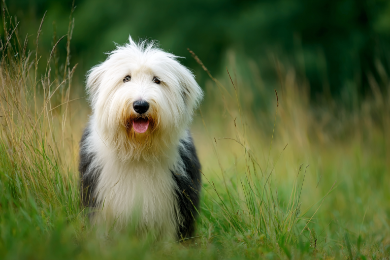 The Fascinating History of the Old English Sheepdog Breed